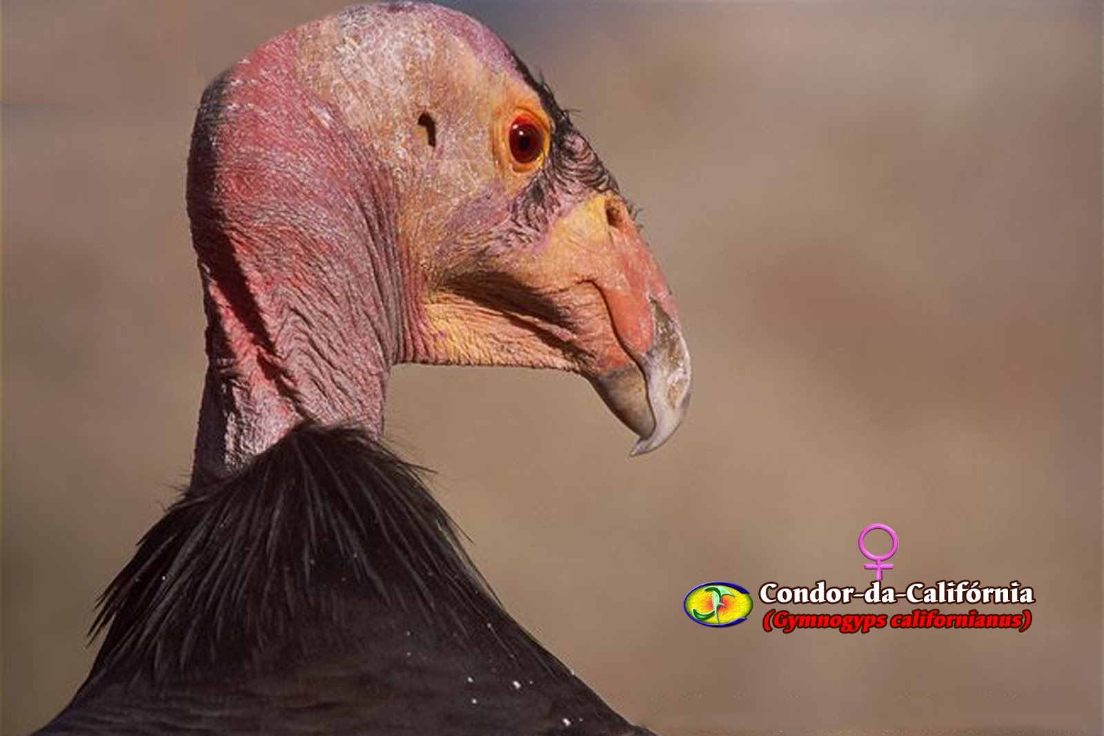 ORNITOLOGIA: Condor-da-California (Gymnogyps californianus)